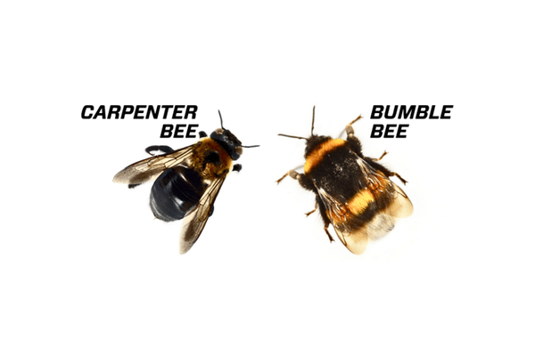 How To Protect Wood Siding From Carpenter Bees
